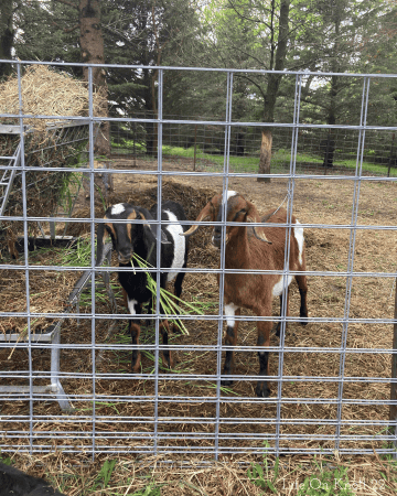The Best Goat Fencing - Life On Knoll 22